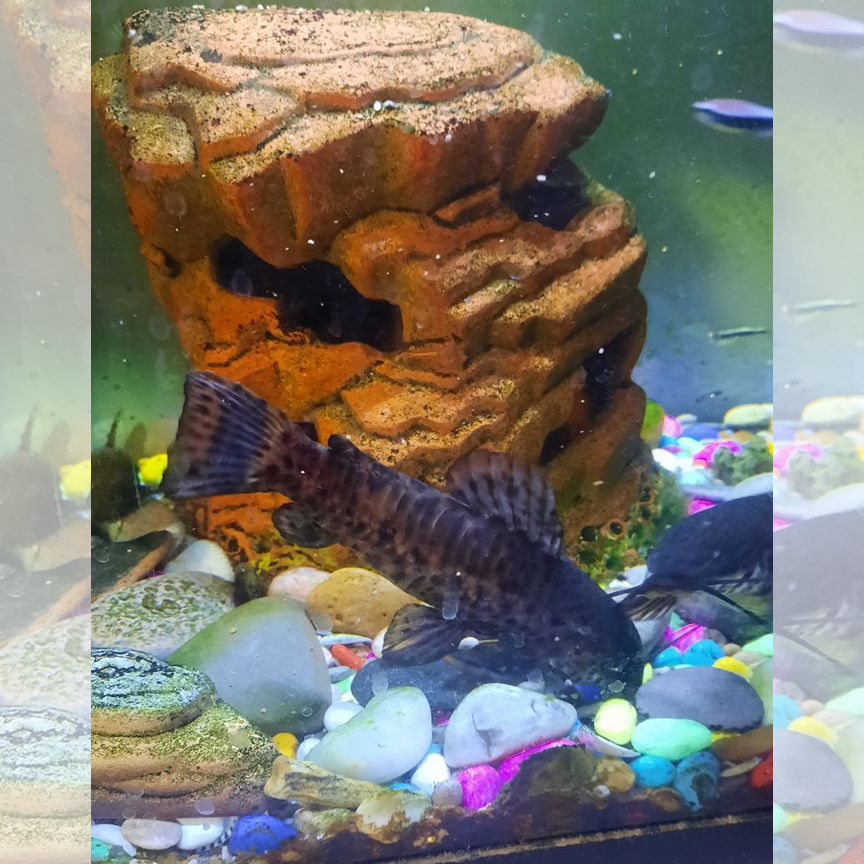 Сомик таракатум