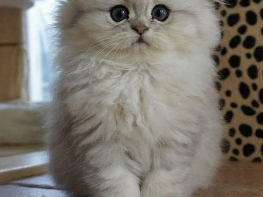 Супер котята голубоглазые и зеленоглазые