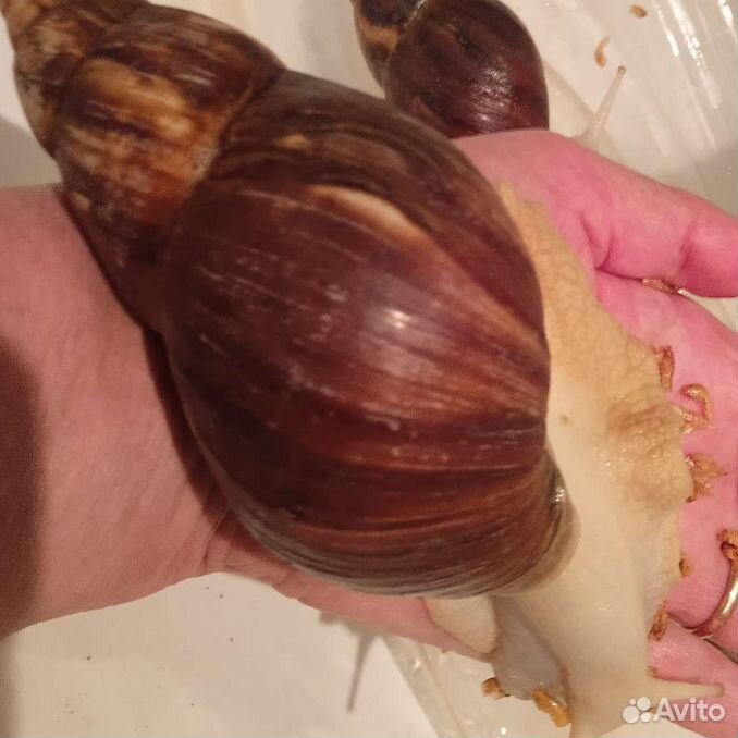 Улитки ахатины Альбино