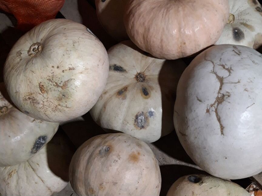 Тыква на корм