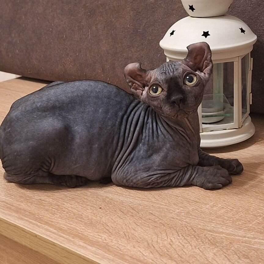Эльф черный