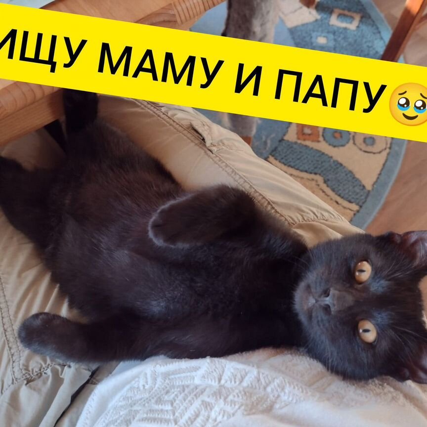 Котёнок Саймон ищет дом