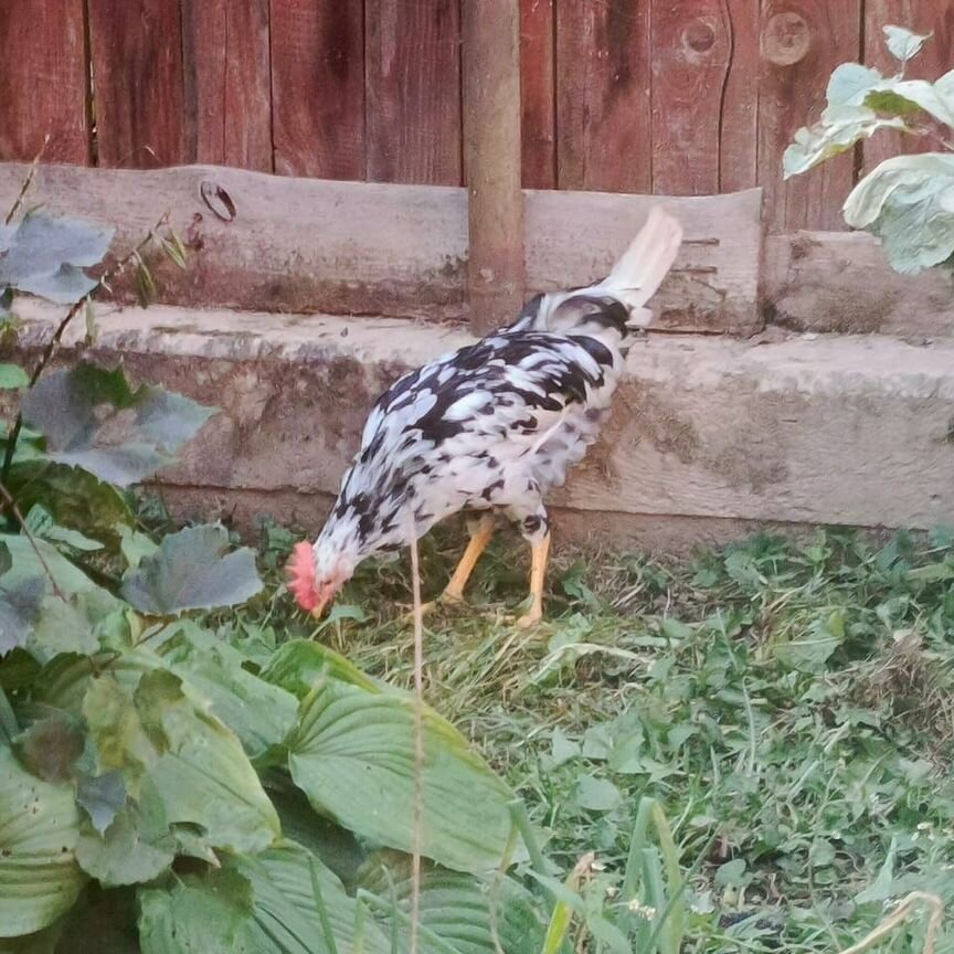 Продам молодых петухов