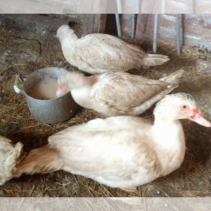 Мускусные утки тяжелые линии