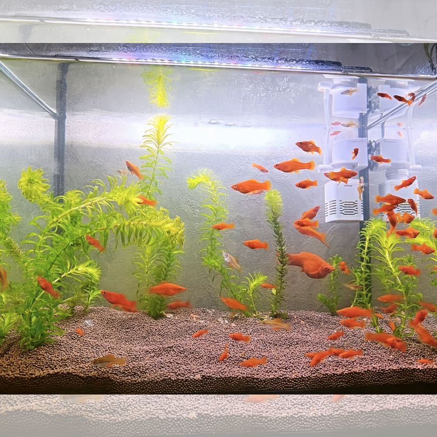 Меченосцы "Алый бархат"