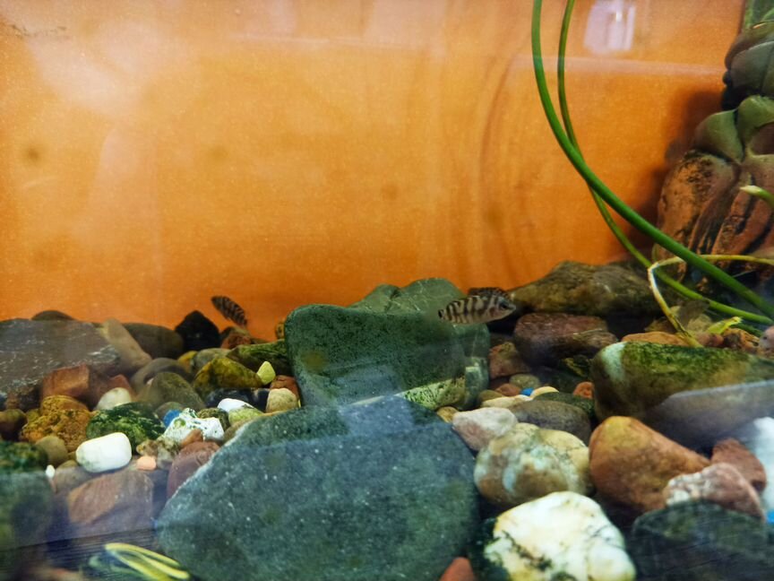 Полосатая цихлида