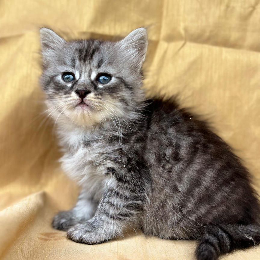 Котенок девочка Семечка около 2 мес