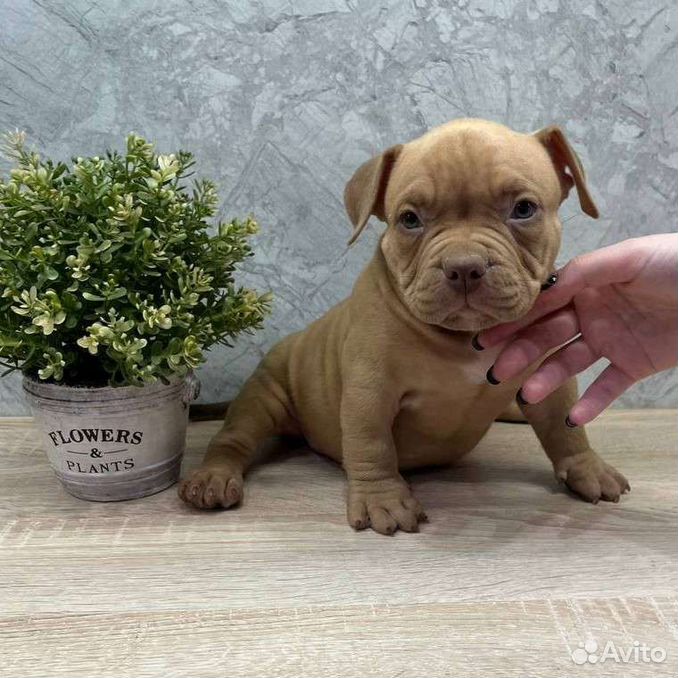 Мальчик Микро Американский булли