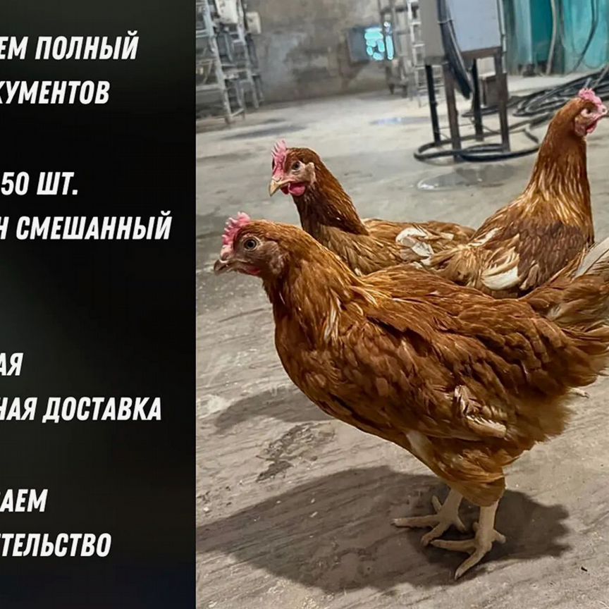 Куры молодки различных пород от производителя