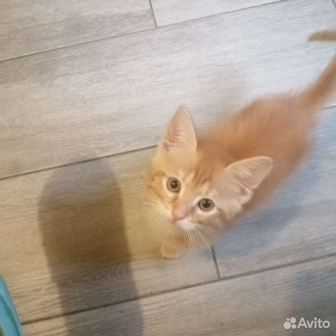 Отдаётся в добрые руки рыжий маленький котёнок
