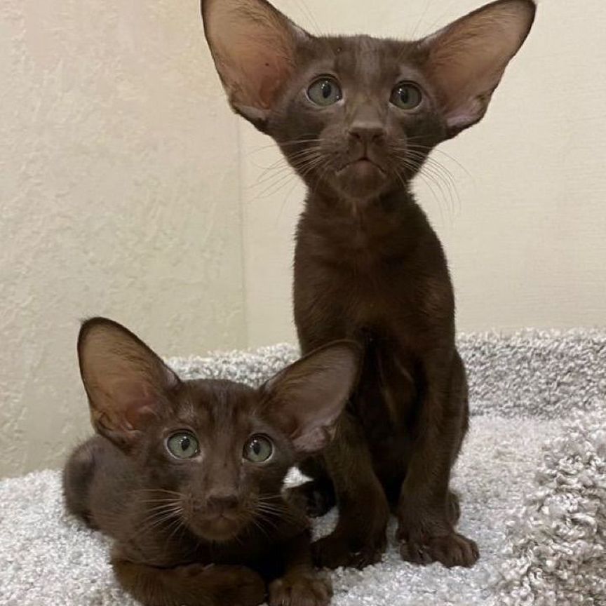 Ориентальные котята