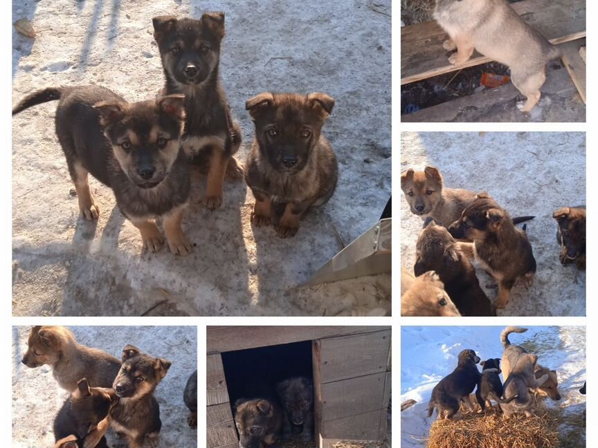 Щенки волкособ+овчарка