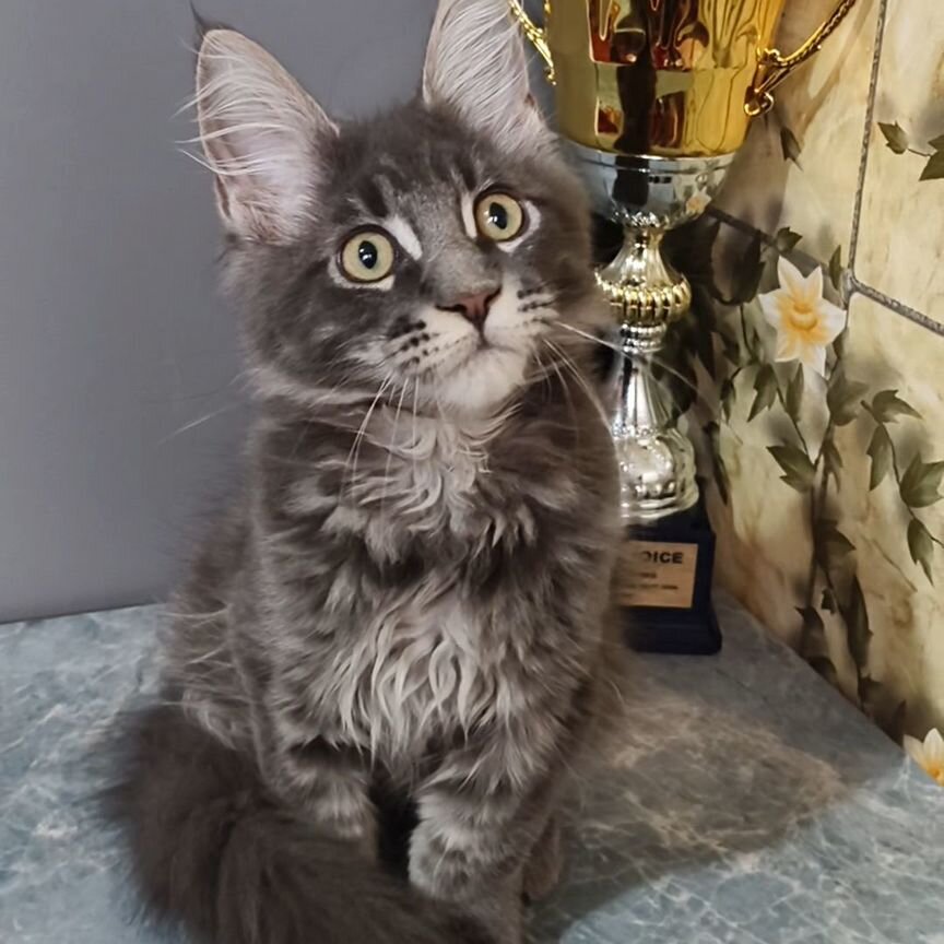 Котята Мейн-Кун из питомника Мальчик