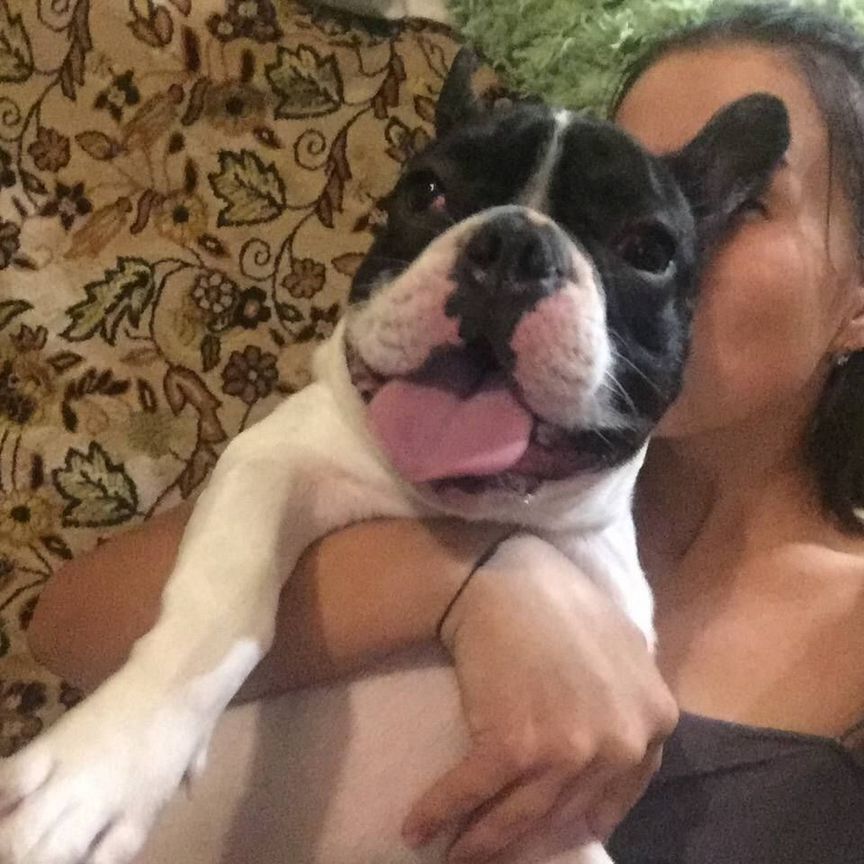 Французский бульдог