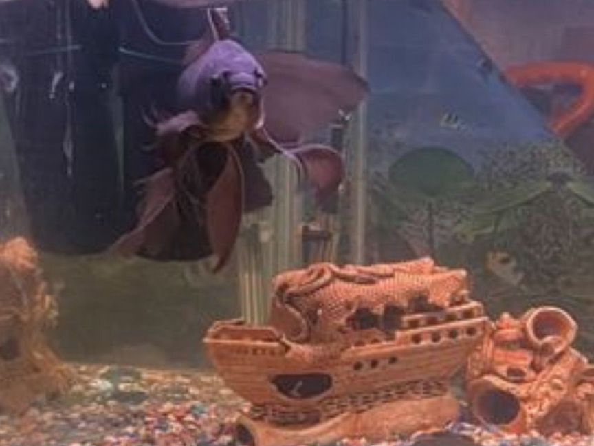 Золотая рыбка комета вуалевая