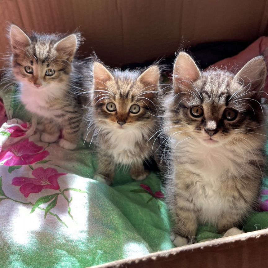 Котята в добрые руки