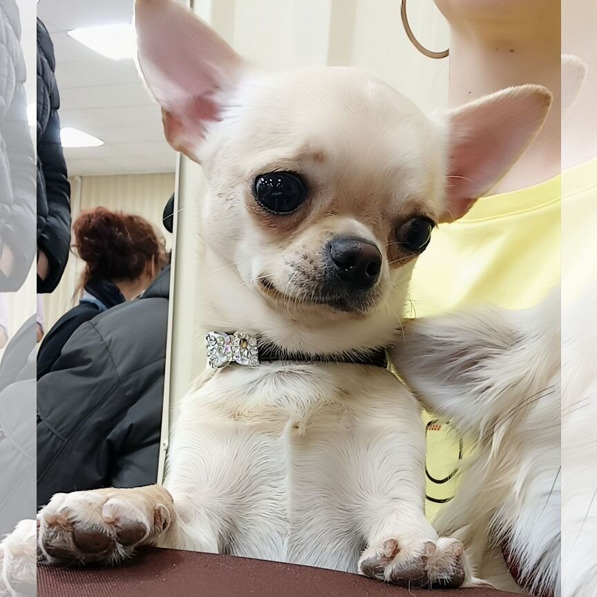 Чихуахуа, взрослый пёс