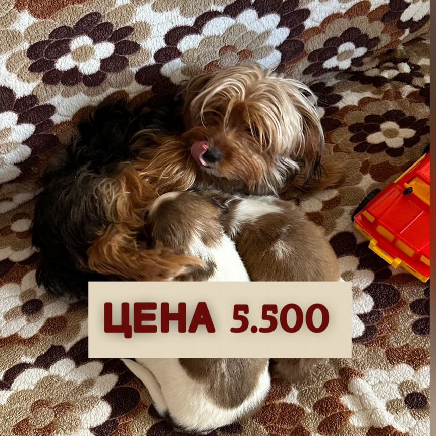 Йоркширский терьер, щенок