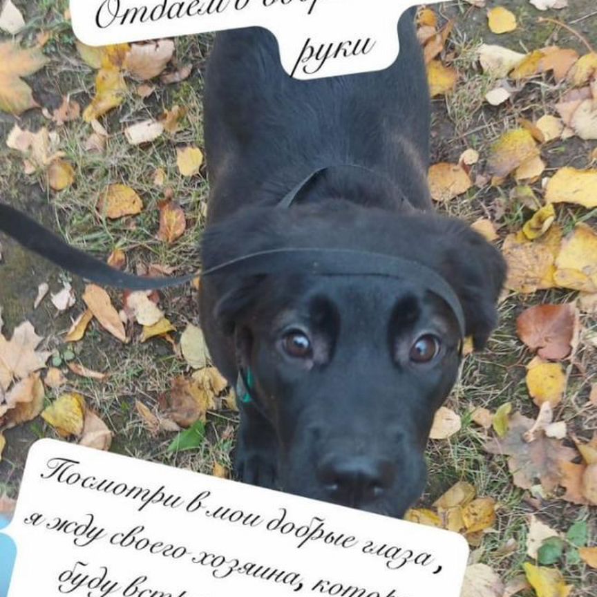 Собака в добрые руки