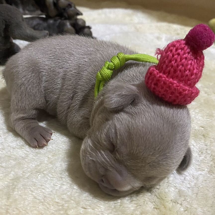 Французики