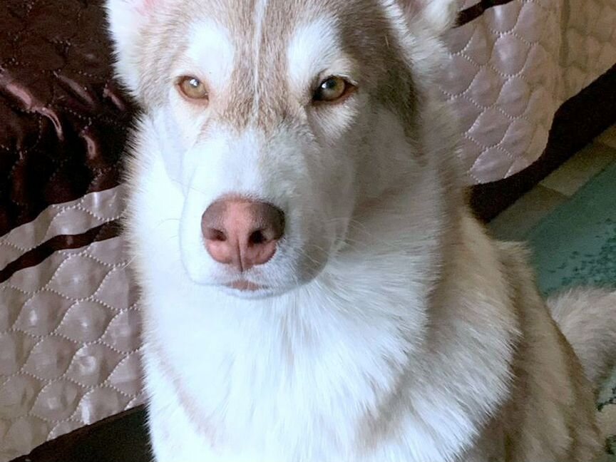 Щенок Сибирский хаски от Чемпионов