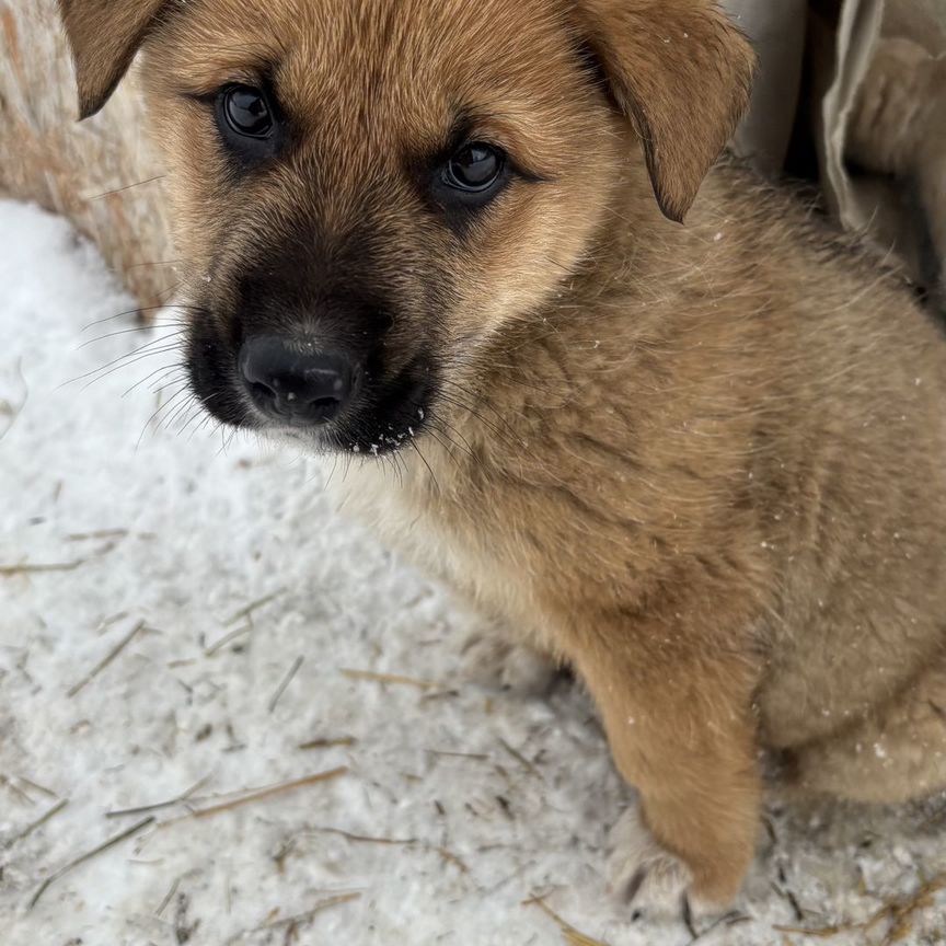 Щенок в добрые руки