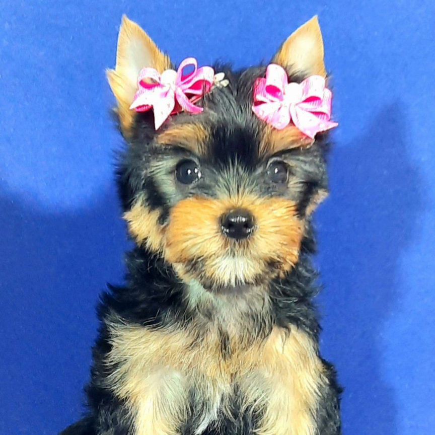 Йоркширский терьер щенки