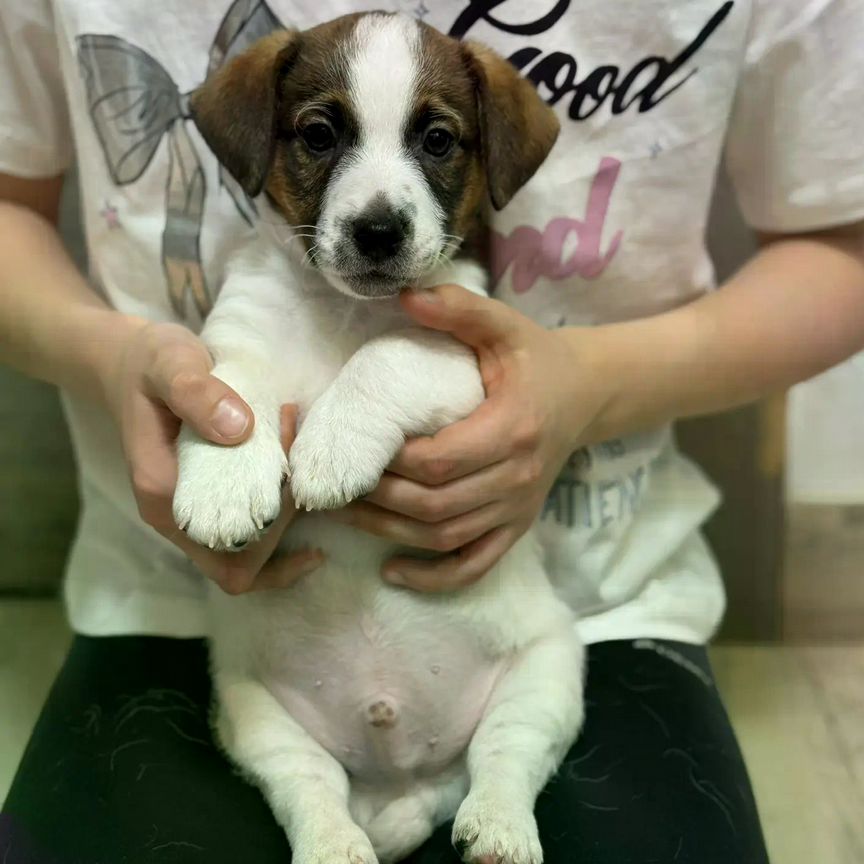 Джек-рассел-терьер, щенок