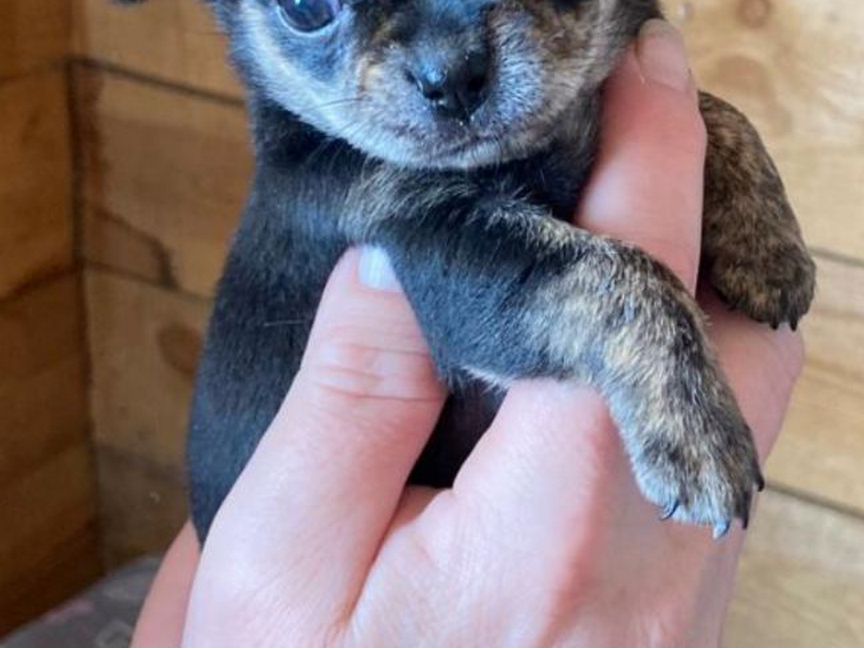 Щенки чихуахуа мини