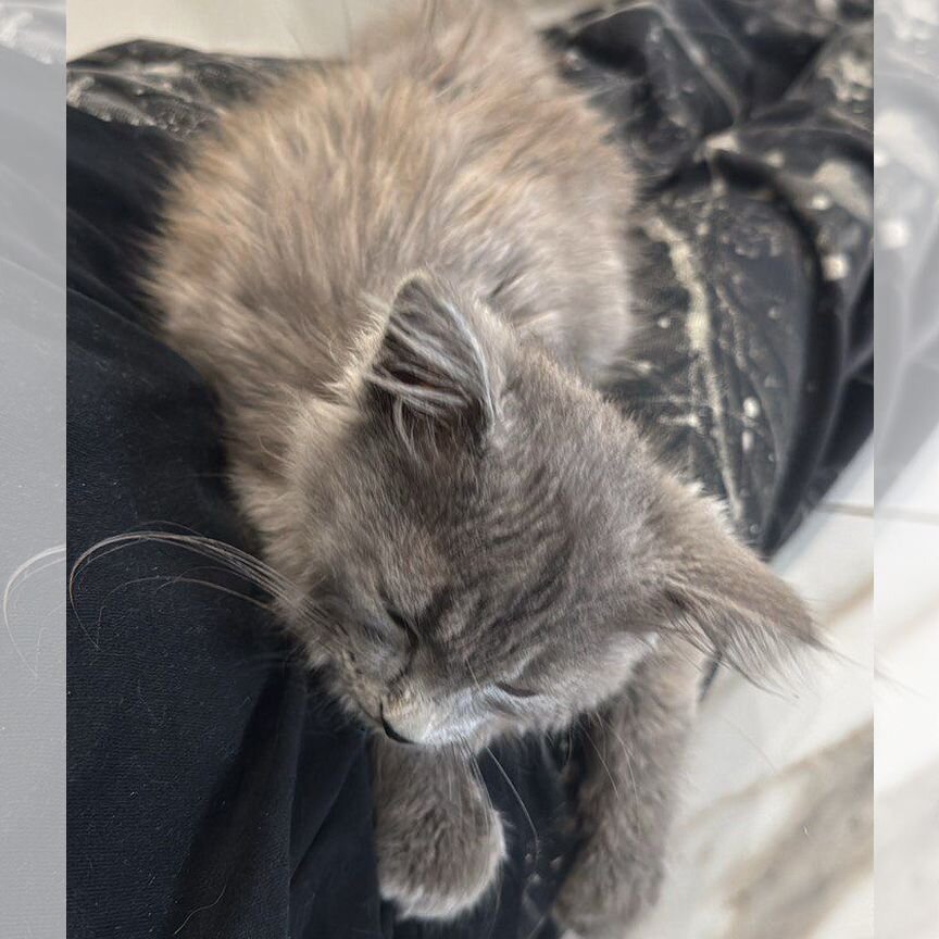 Отдаю котенка в добрые руки