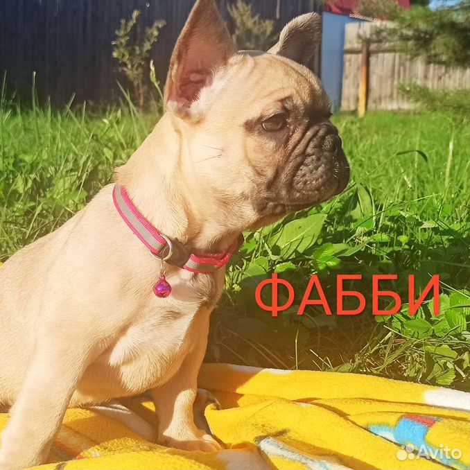 Французский бульдог,тигровый мальчик