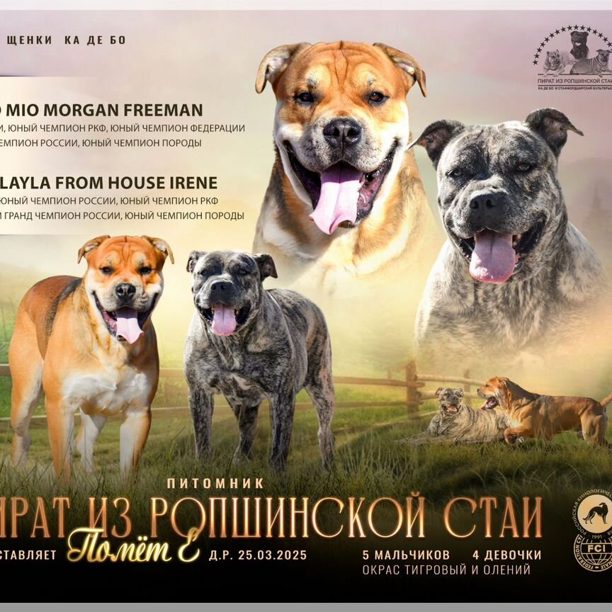 Щенки ка де бо
