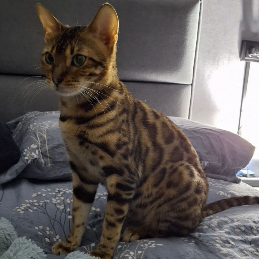 Бенгальская, взрослая кошка