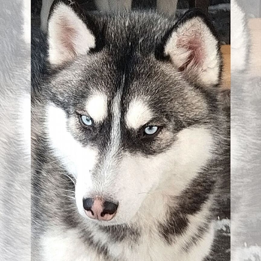 Сибирский хаски, щенок