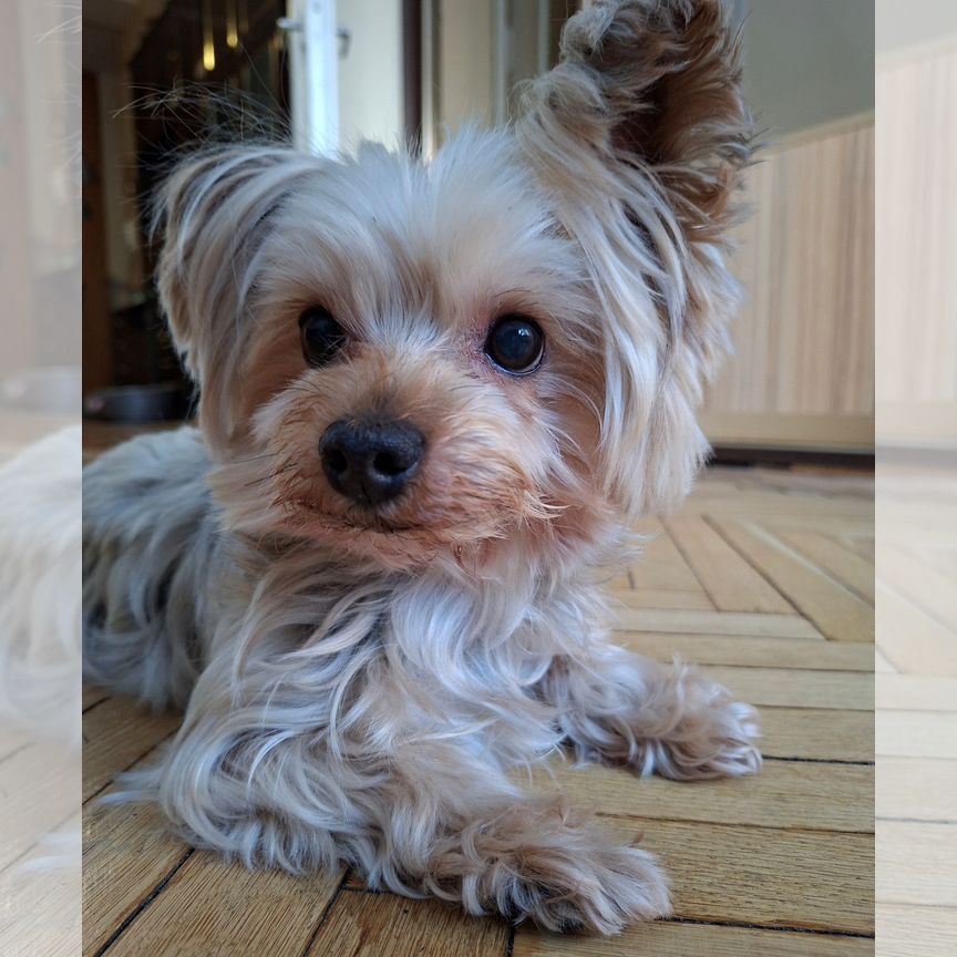 Йоркширский терьер, взрослый пёс