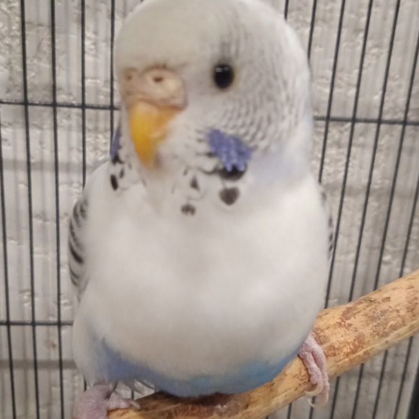 Волнистый попугай