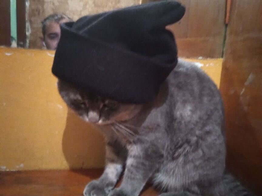 Британский вислоухий кот