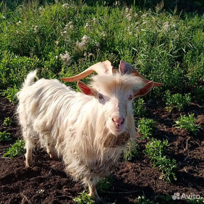 Продам козла
