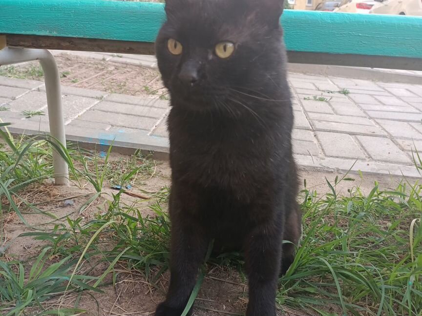 Кот красавчик