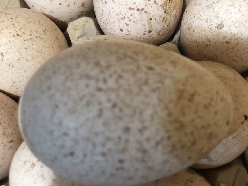 Яйца индюков