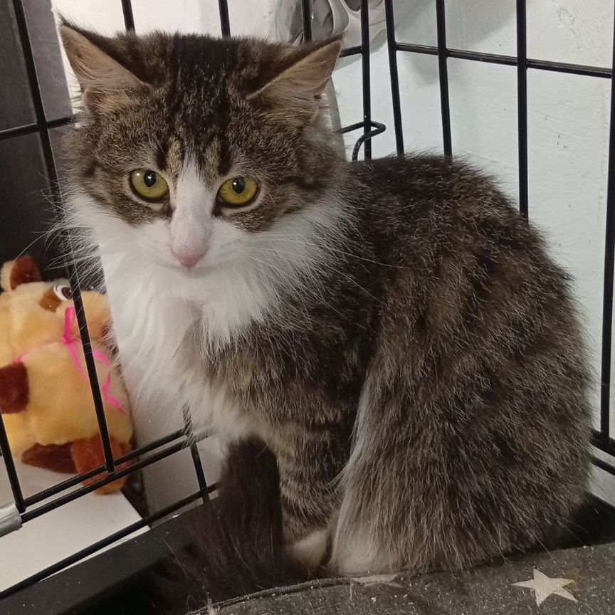 Котёнок в добрые руки