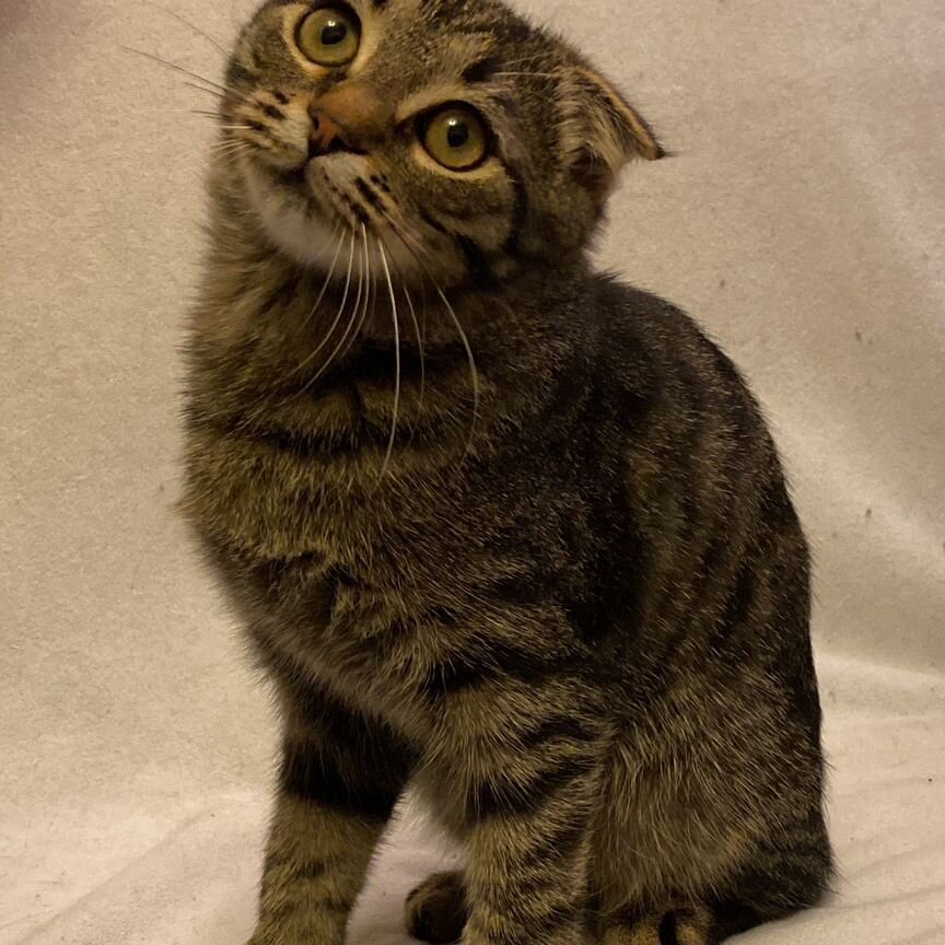 Вислоухий котенок полосатик