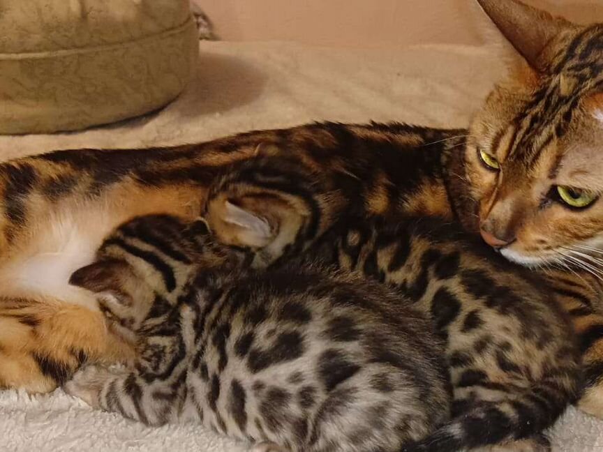 Бенгальские девочки к брони