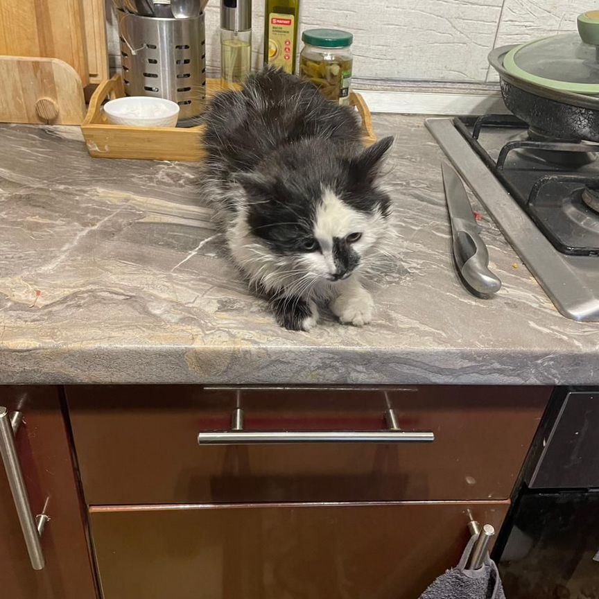 Котята