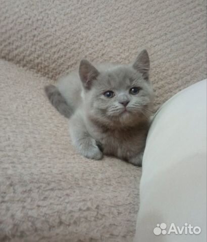 Шотландский котик