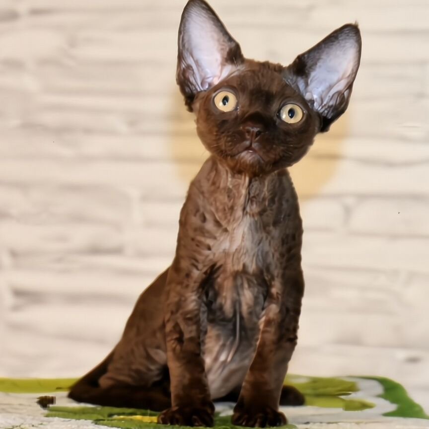 Девон-рекс котёнок