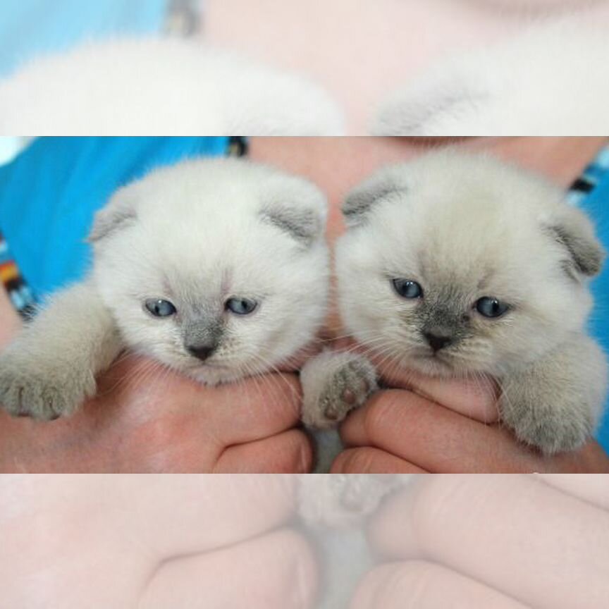 Британский короткошёрстный котёнок