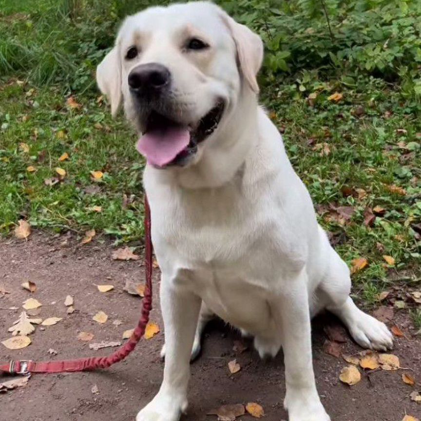 Лабрадор-ретривер, щенок