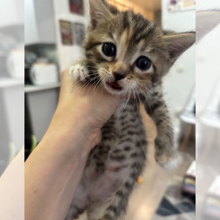 Котёнок в добрые руки