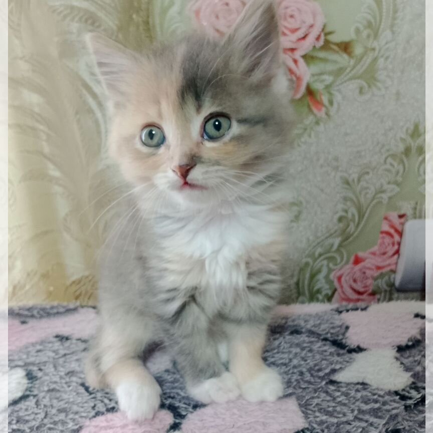 Котёнок в добрые руки